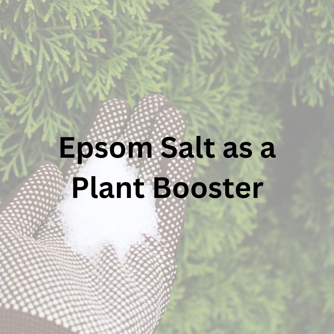 Epsom Salt for Plants: 7 Benefits as a Plant Booster for your Garden ...